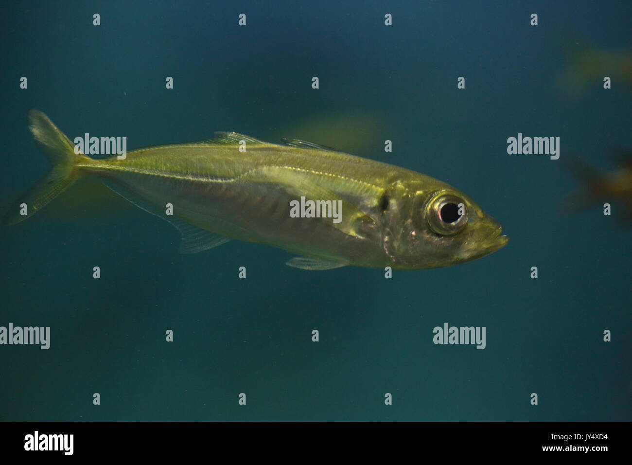 Jack mackerel (rachurus japonicus) in Japan Stock Photo - Alamy