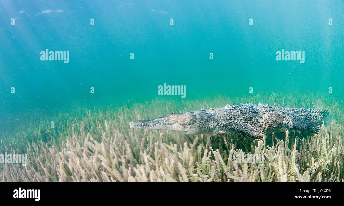 Underwater walking hi-res stock photography and images - Alamy