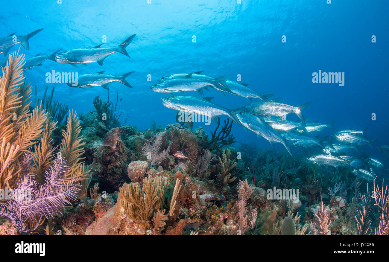 Tarpon Stock Photos & Tarpon Stock Images - Alamy
