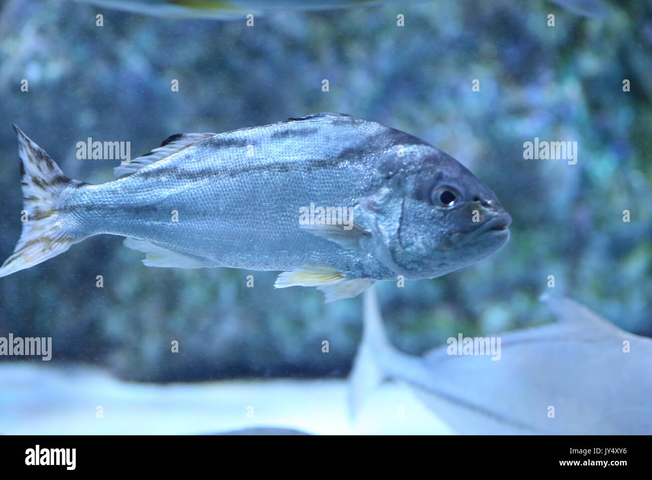 Tigerfish hi-res stock photography and images - Alamy