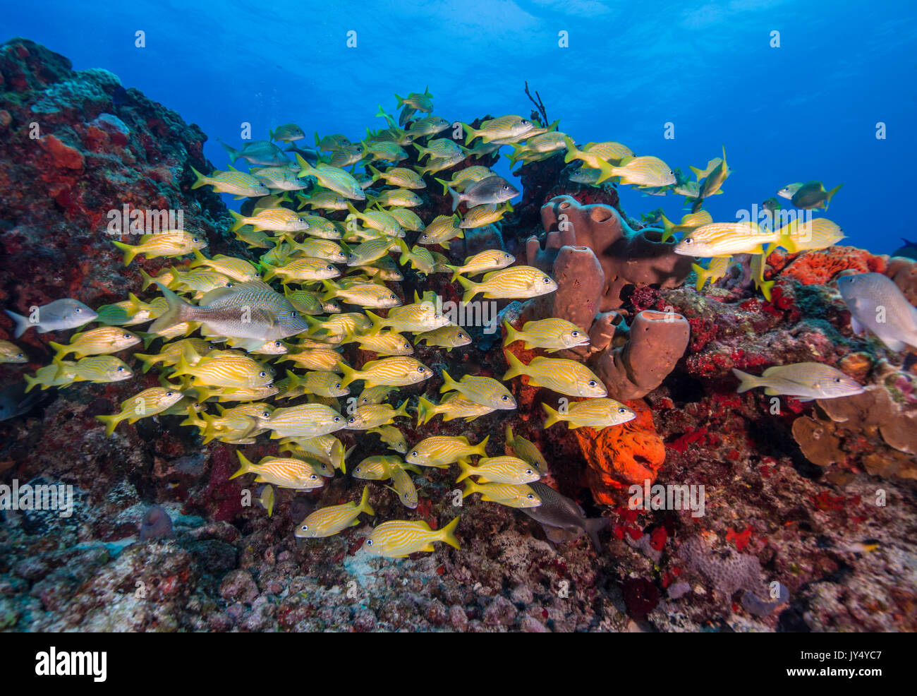 Large school of striped snapper swimming over the coral reef, Cabo ...