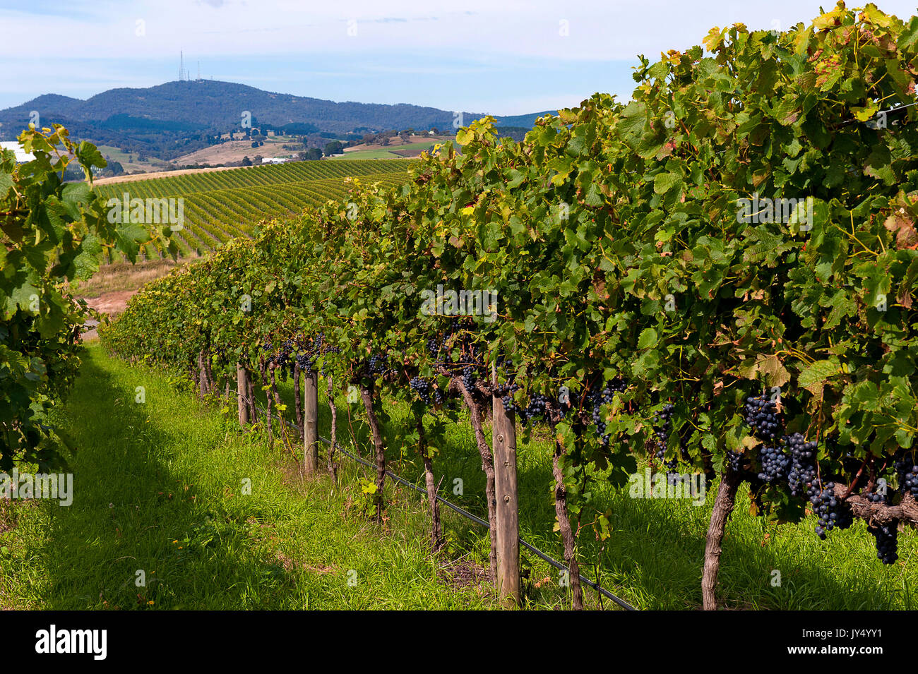 Vineyard at altitude hi-res stock photography and images - Alamy