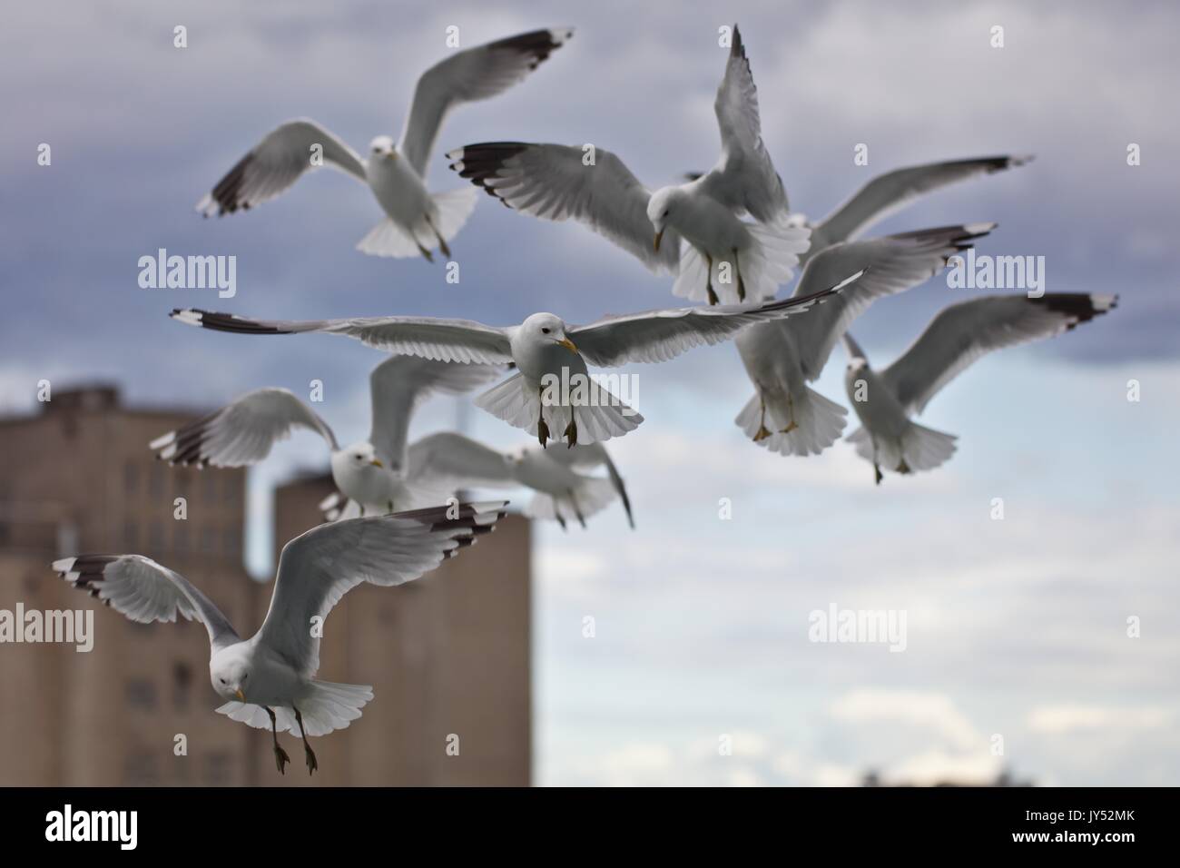 Common Gull, Helsinki Finland Stock Photo - Alamy