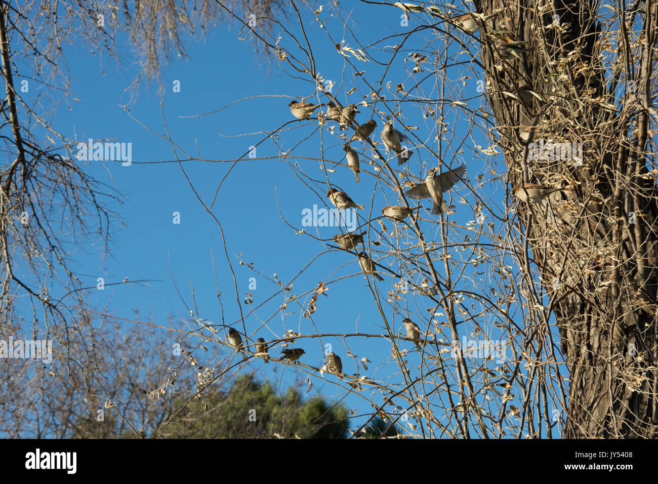In the tree branches, herd of birds. starlings Stock Photo - Alamy