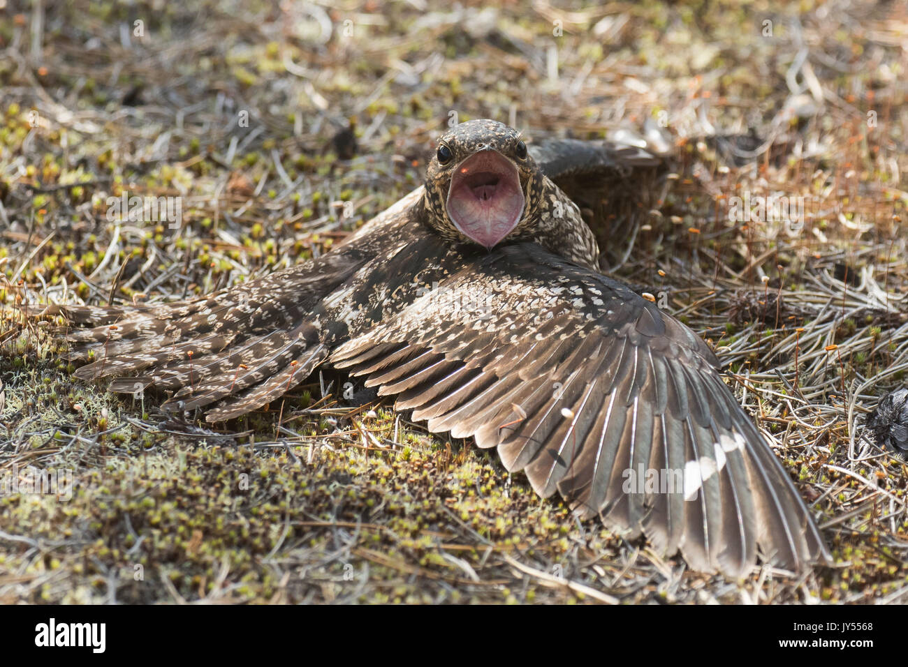 Common Nighthawk