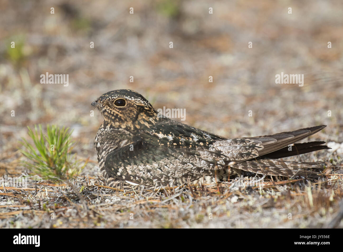 Common Nighthawk Chordeiles minor female Stock Photo - Alamy