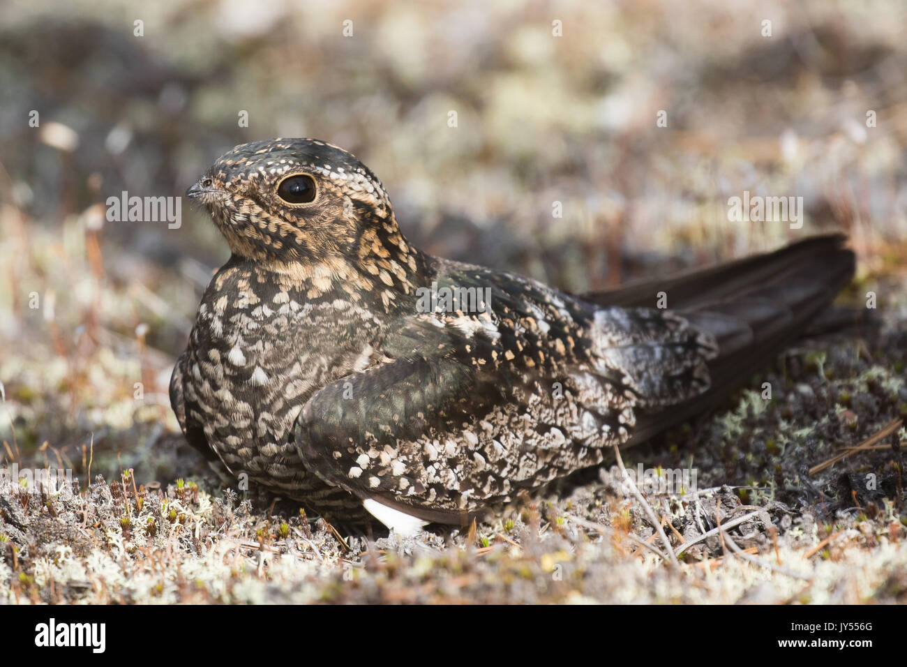 Common Nighthawk Chordeiles minor female Stock Photo - Alamy