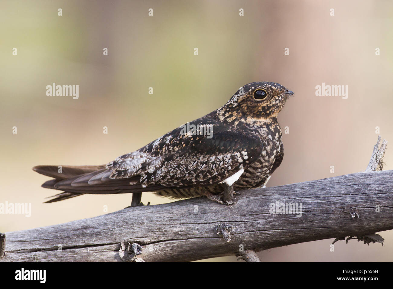 Picture Of Nighthawk Tail