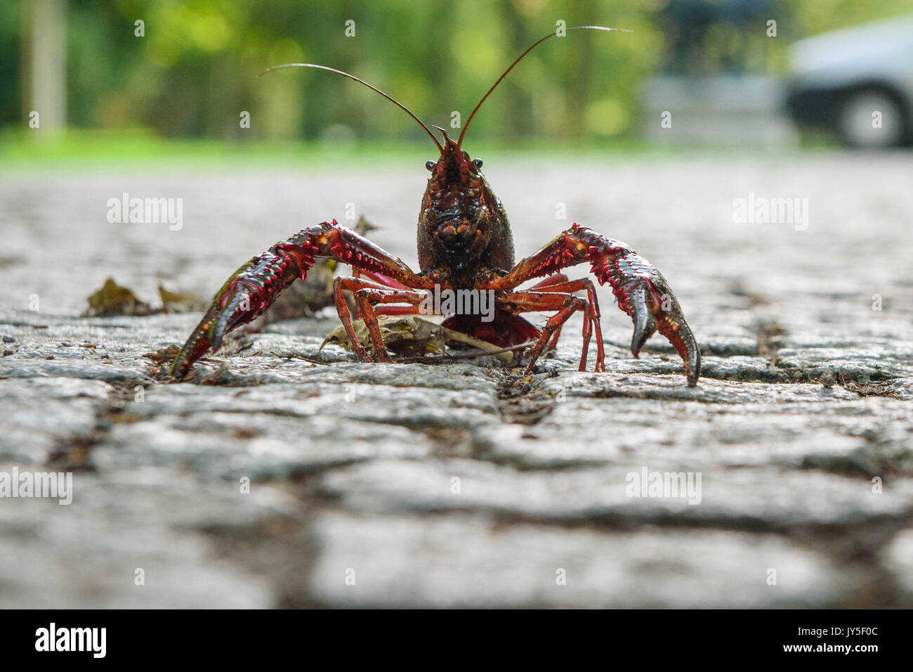 Berlin, Germany. 18th Aug, 2017. A Louisiana crawfish (Procambarus ...