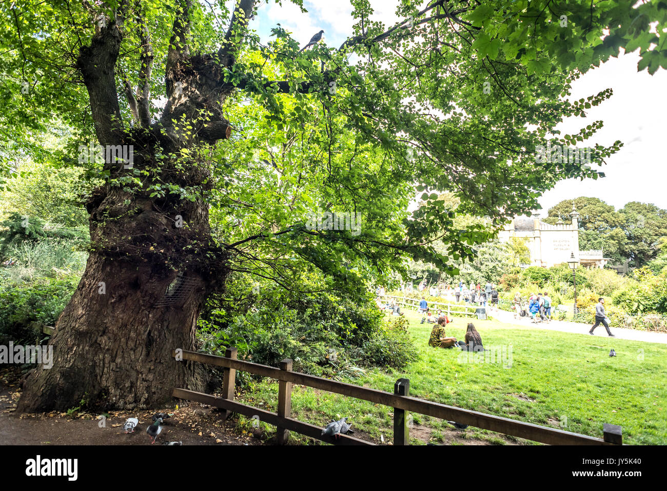 Dutch elm disease uk hi-res stock photography and images - Alamy