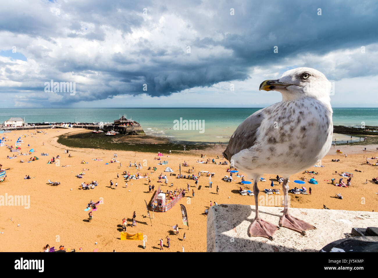 Seagull standing directly in front of viewer, close-up. Background ...