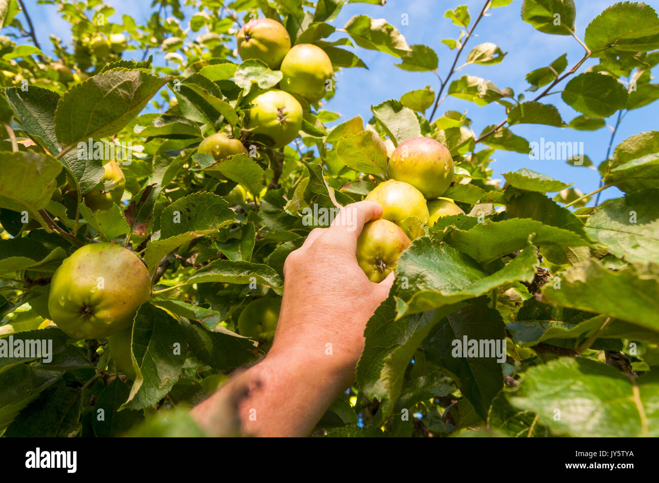 English apples ready to eat hi-res stock photography and images - Alamy