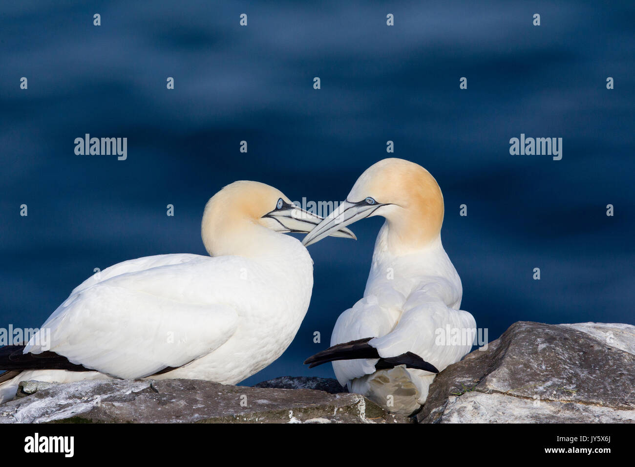Gannets mating hi-res stock photography and images - Alamy