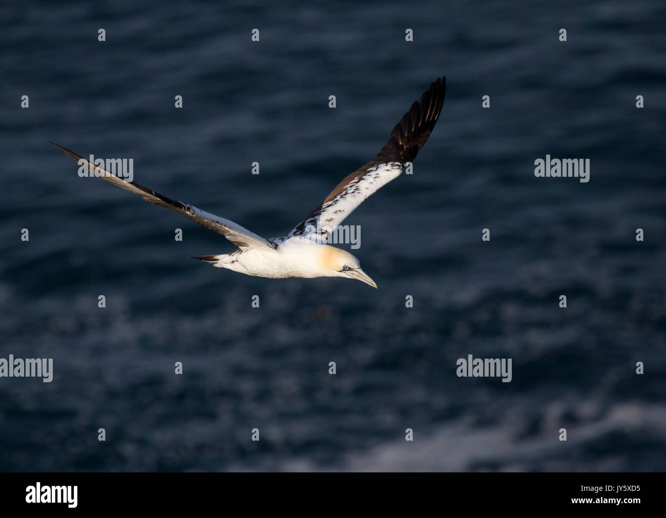 Immature gannet hi-res stock photography and images - Alamy