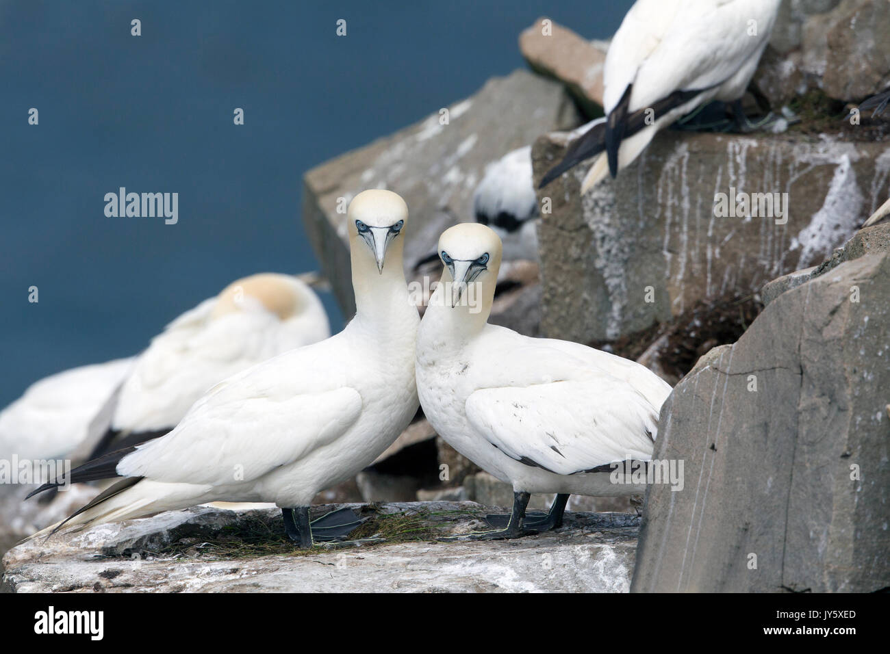 Gannet side hi-res stock photography and images - Alamy
