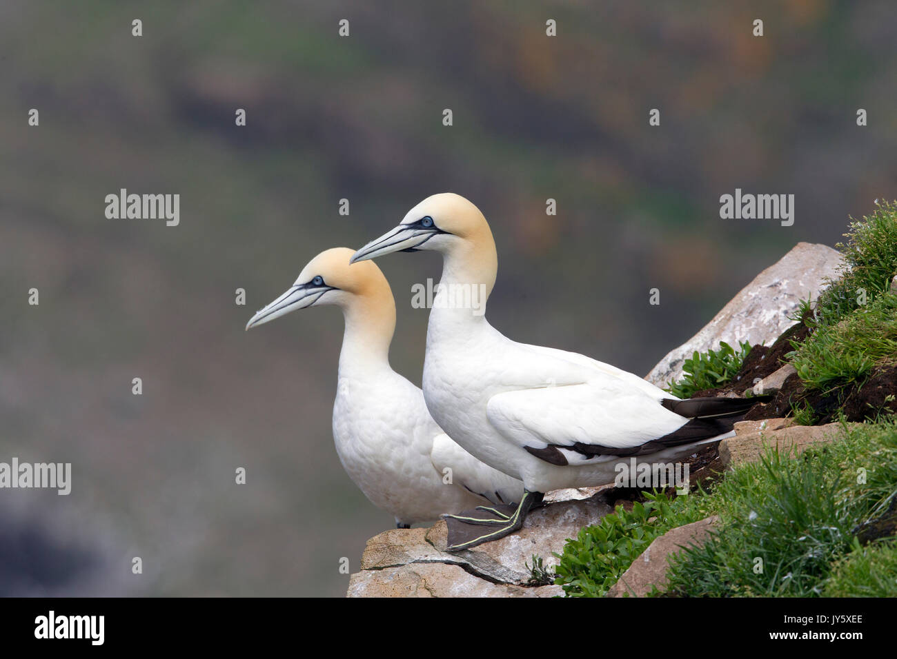 Northern gannet pair facing the same direction hi-res stock photography ...