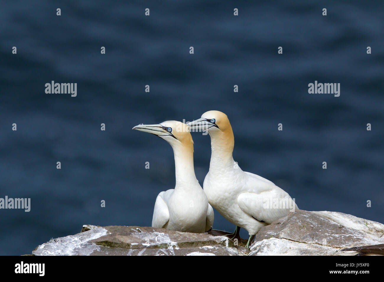 Northern gannet pair facing the same direction hi-res stock photography ...