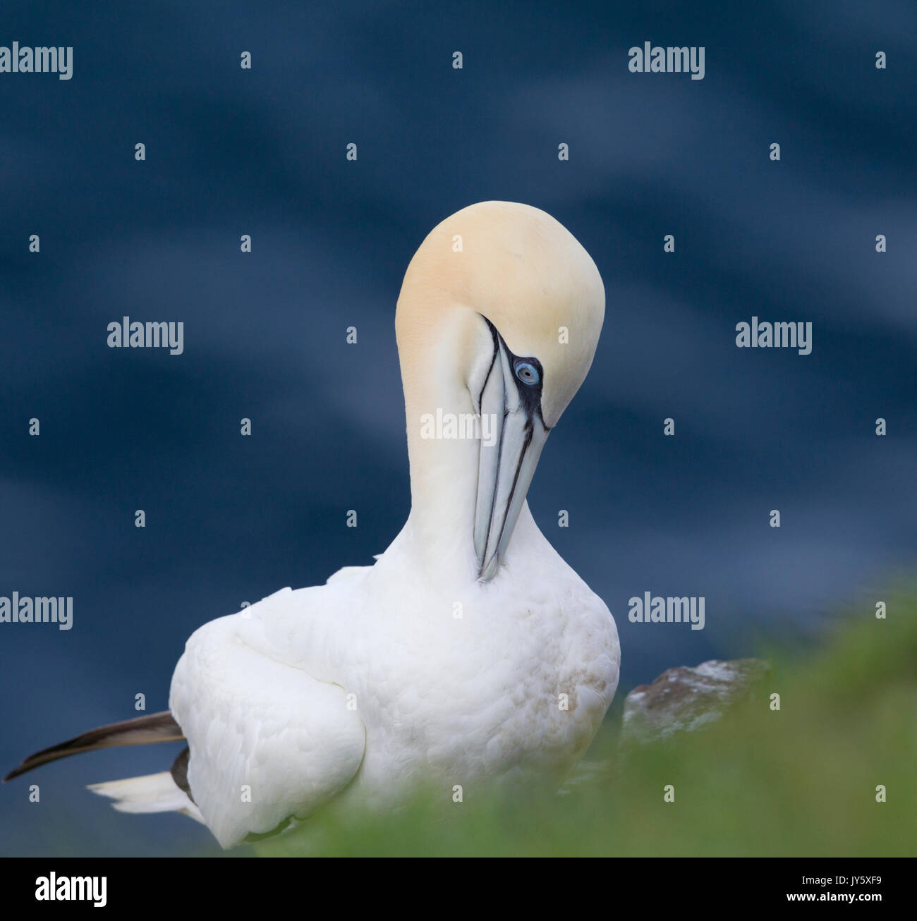 Gannet portrait hi-res stock photography and images - Alamy