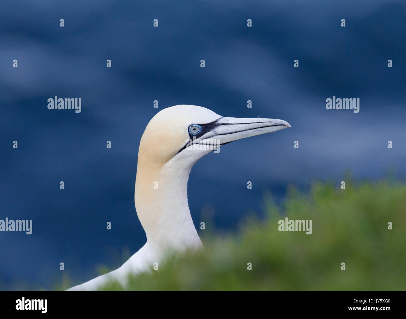 Gannet portrait hi-res stock photography and images - Alamy