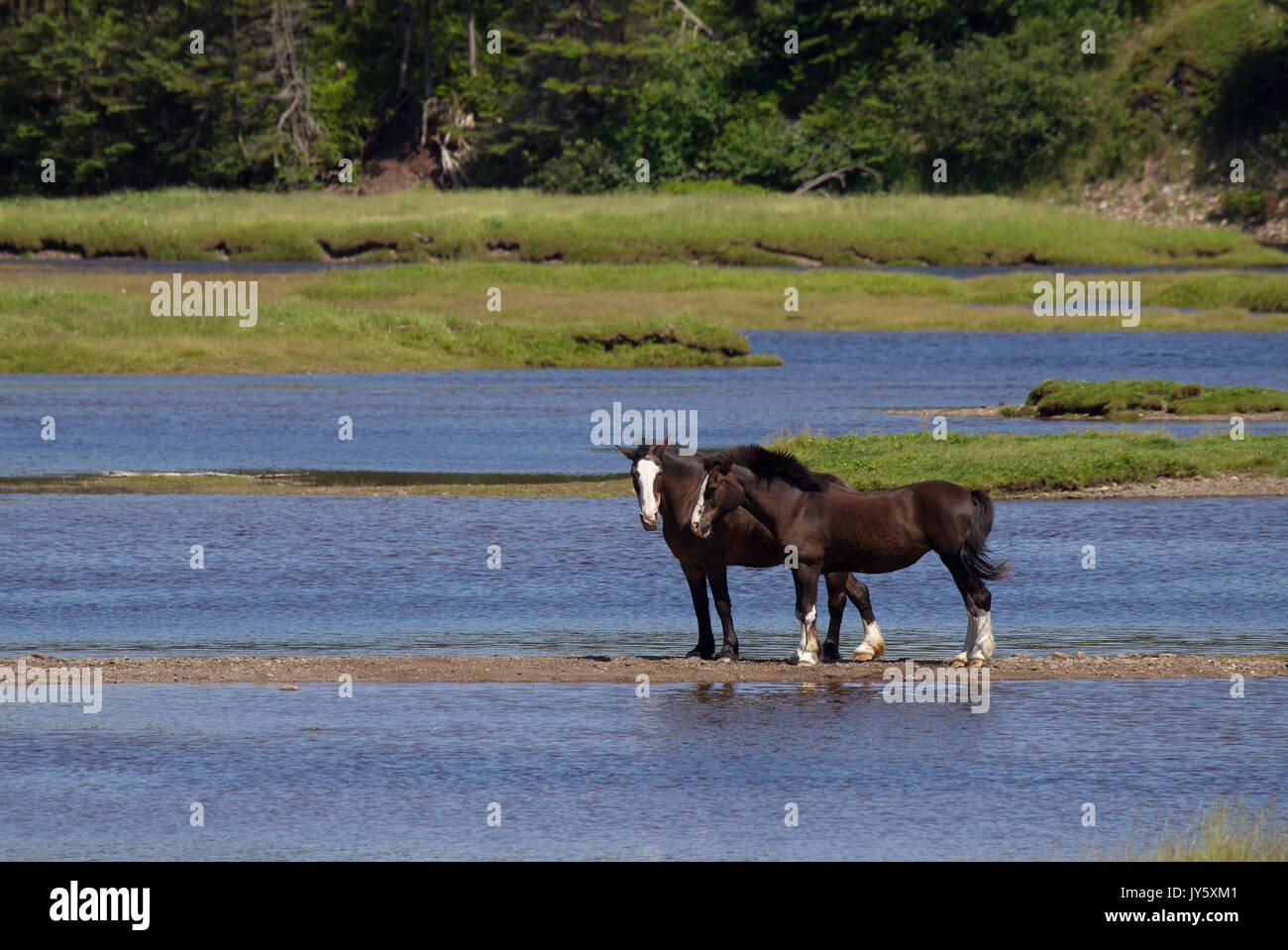 Two horses standing in water hi-res stock photography and images - Alamy