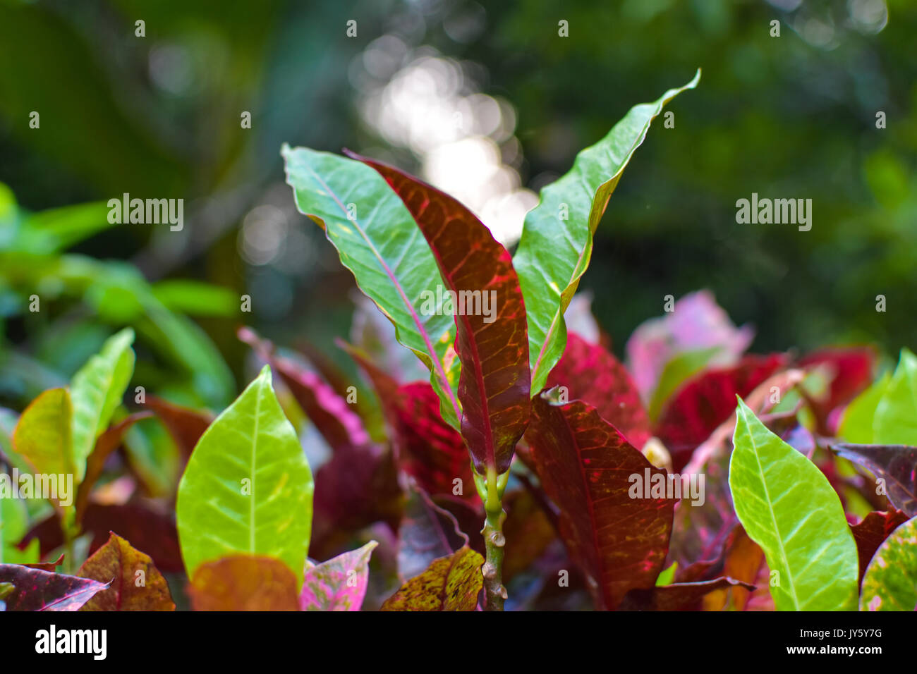 Green Yellow Red Leaves Croton Plant - Garden Plant Leaves - Leaves ...