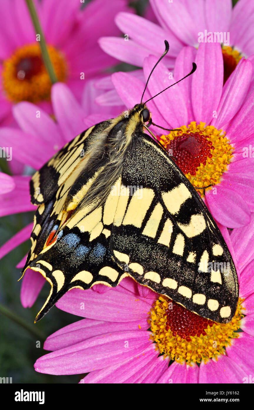 English Swallowtail Butterfly (Papilio machaon britannicus Stock Photo ...