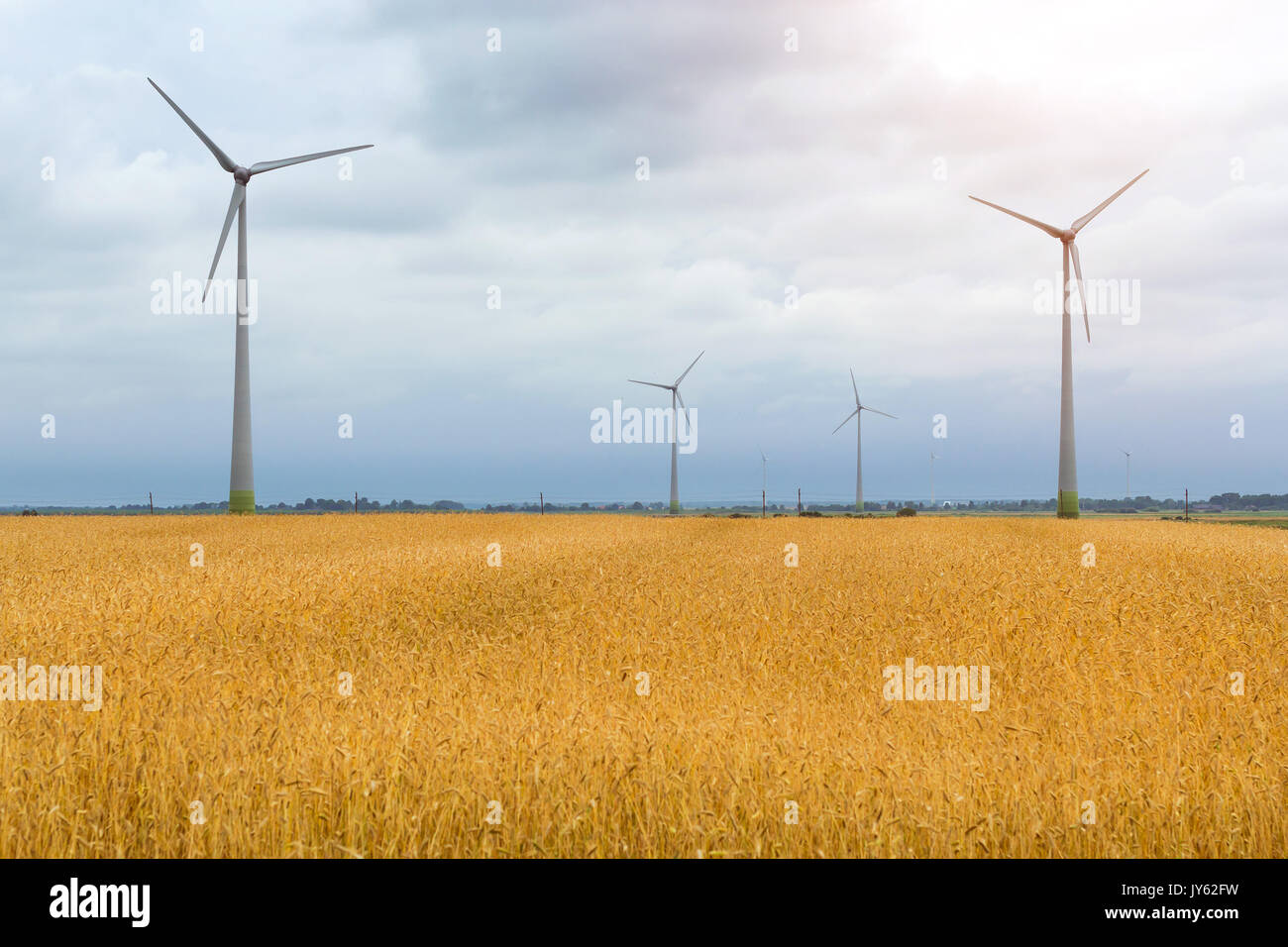 Wind turbine among golden ears of grain crops. Harvesting ears of rye ...