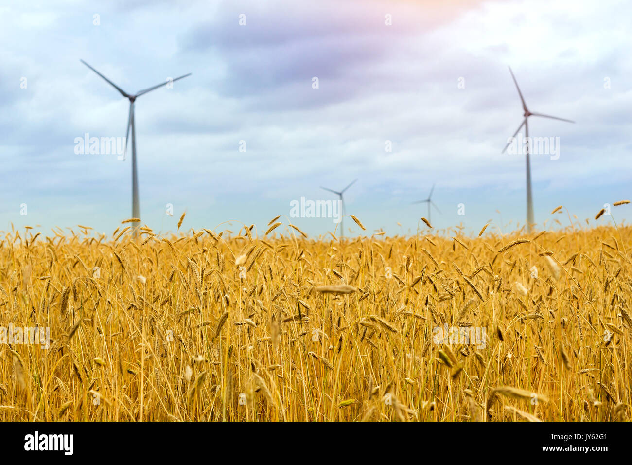 Wind turbine among golden ears of grain crops. Harvesting ears of rye ...