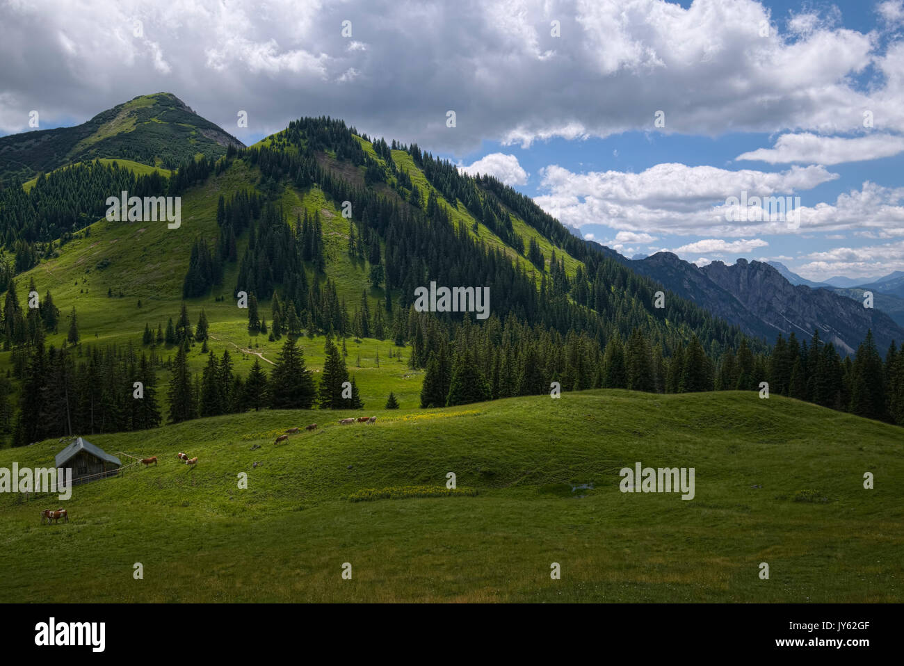 Garmisch partenkirchen cow hi-res stock photography and images - Alamy