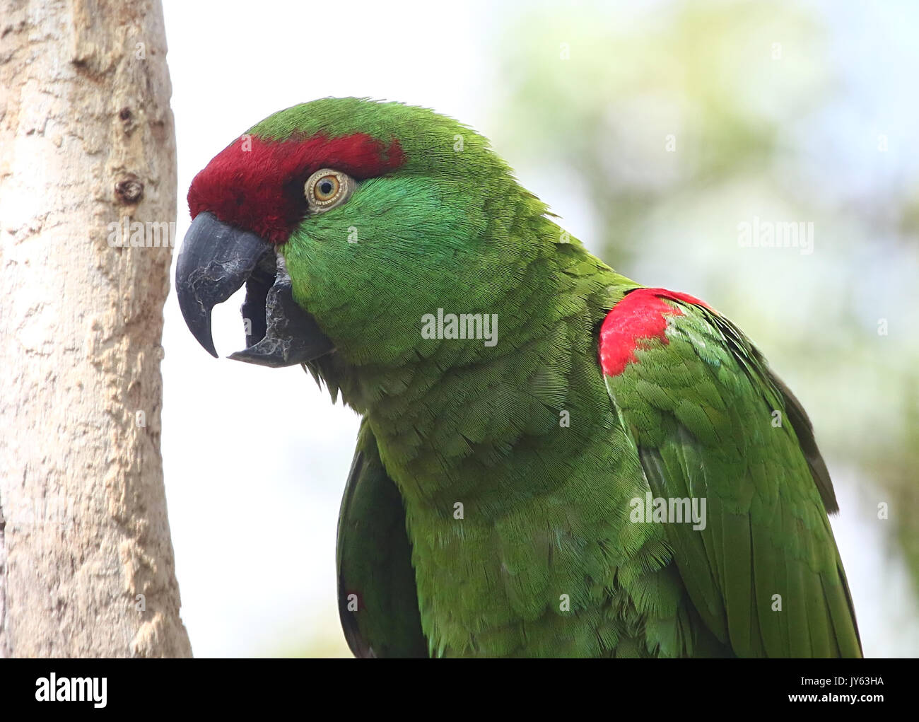 Brightly coloured mexico hi-res stock photography and images - Alamy