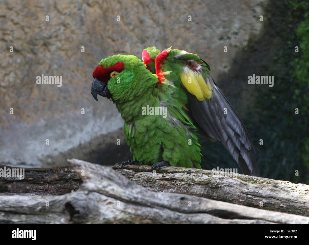 Mexican Thick billed parrot (Rhynchopsitta pachyrhyncha), found ...