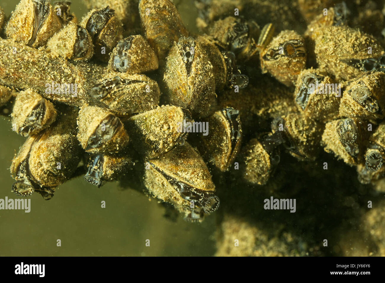 The zebra mussel (Dreissena polymorpha) from the Drava River Stock ...