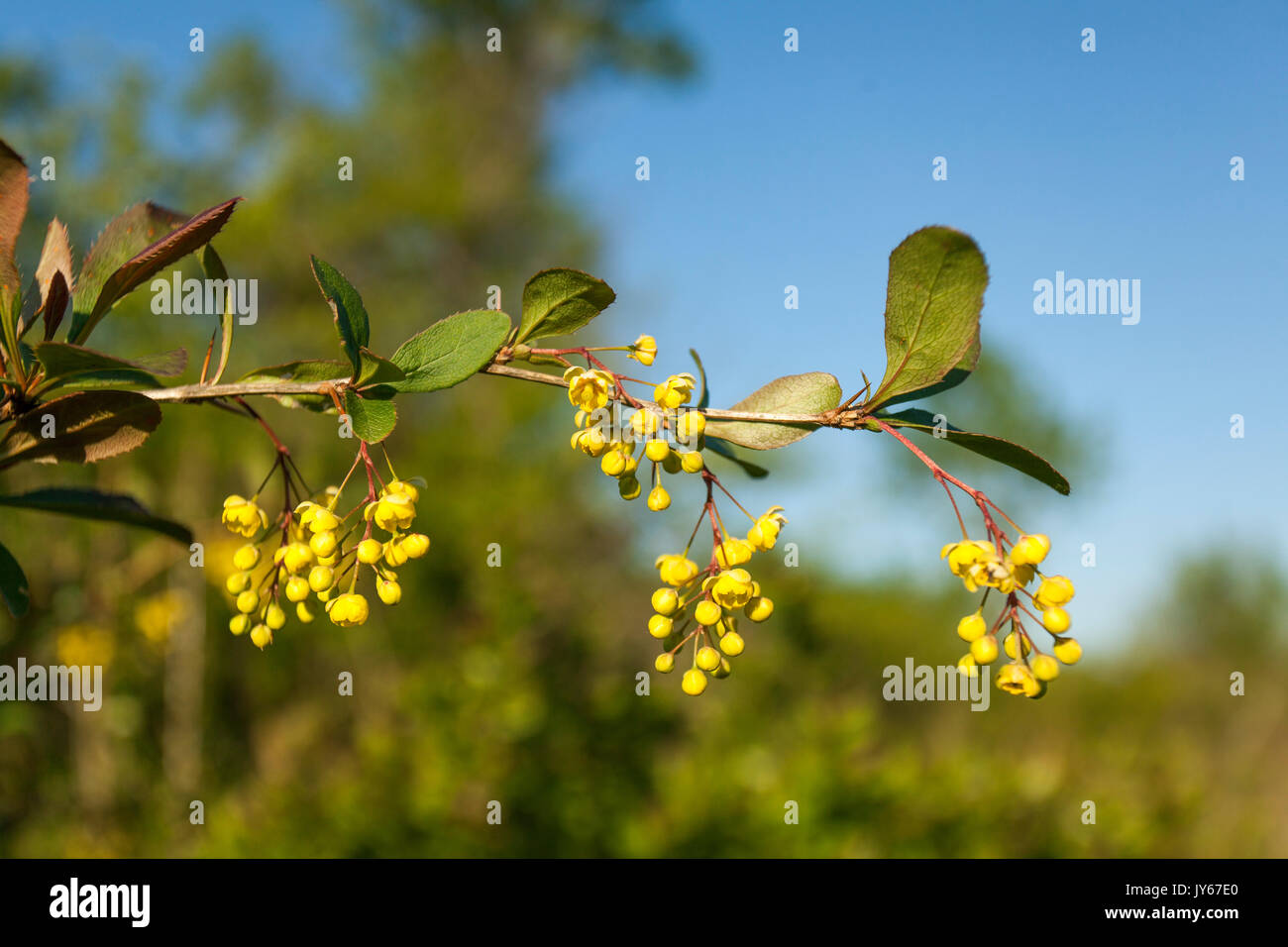 Flowers of Berberis vulgaris, also known as common barberry, European ...