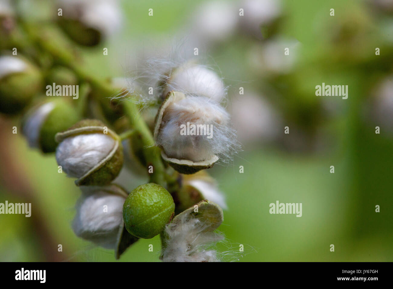 Seeding vegetation hi-res stock photography and images - Alamy