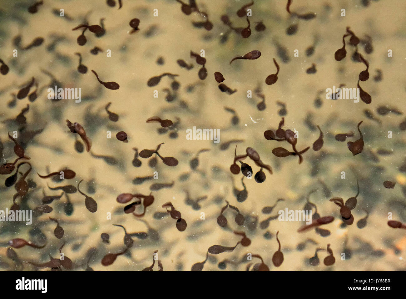 Bufo bufo tadpoles hi-res stock photography and images - Alamy