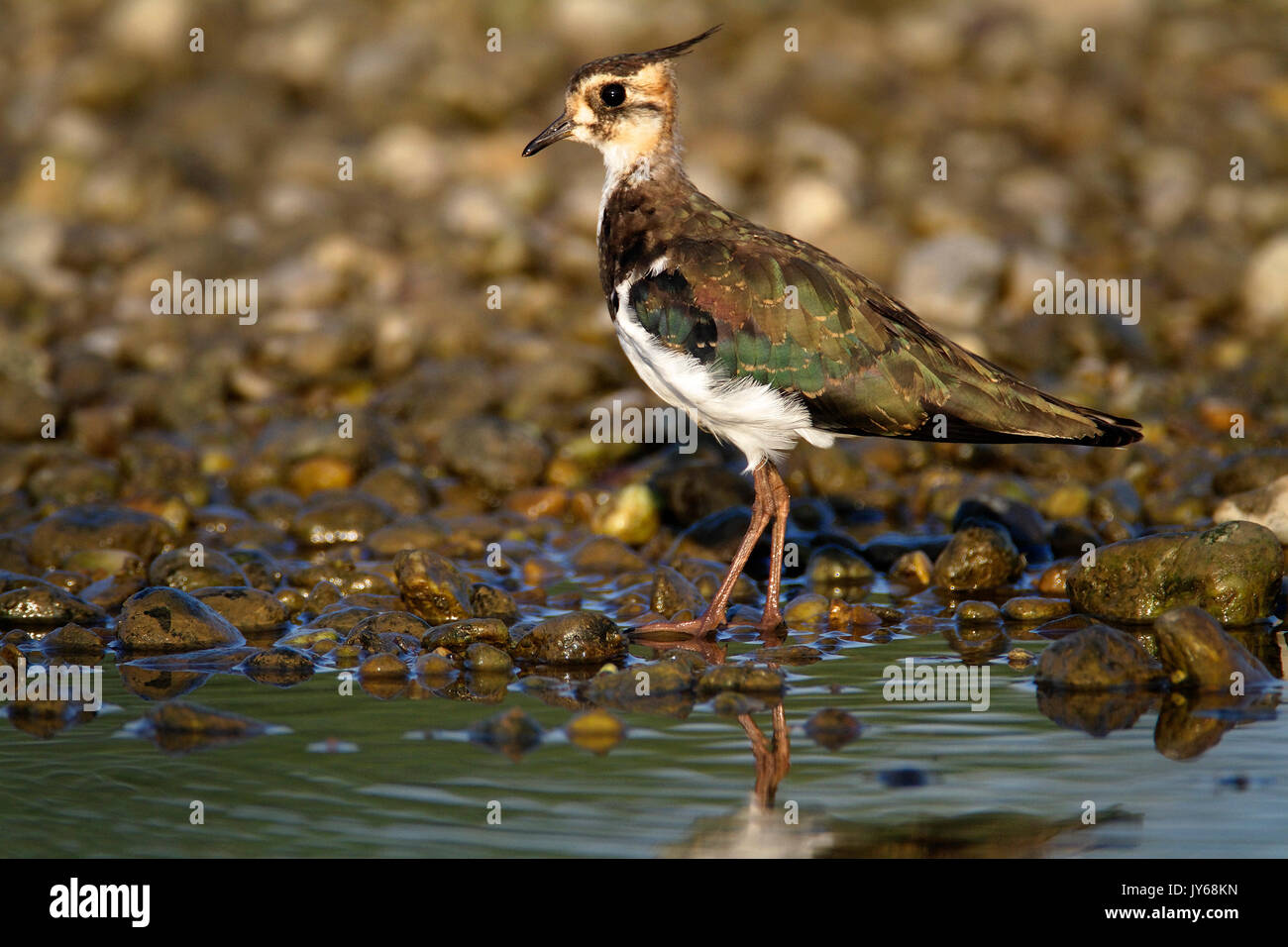 The northern lapwing (Vanellus vanellus) on the gravel bar of the Drava ...
