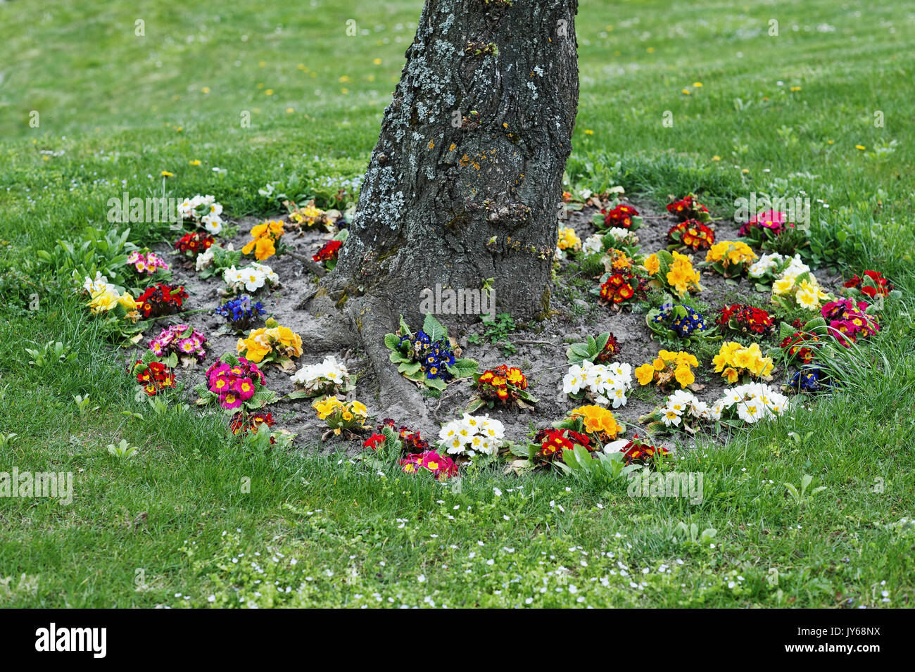 Flowers growing around the tree trunk on the lawn Stock Photo - Alamy