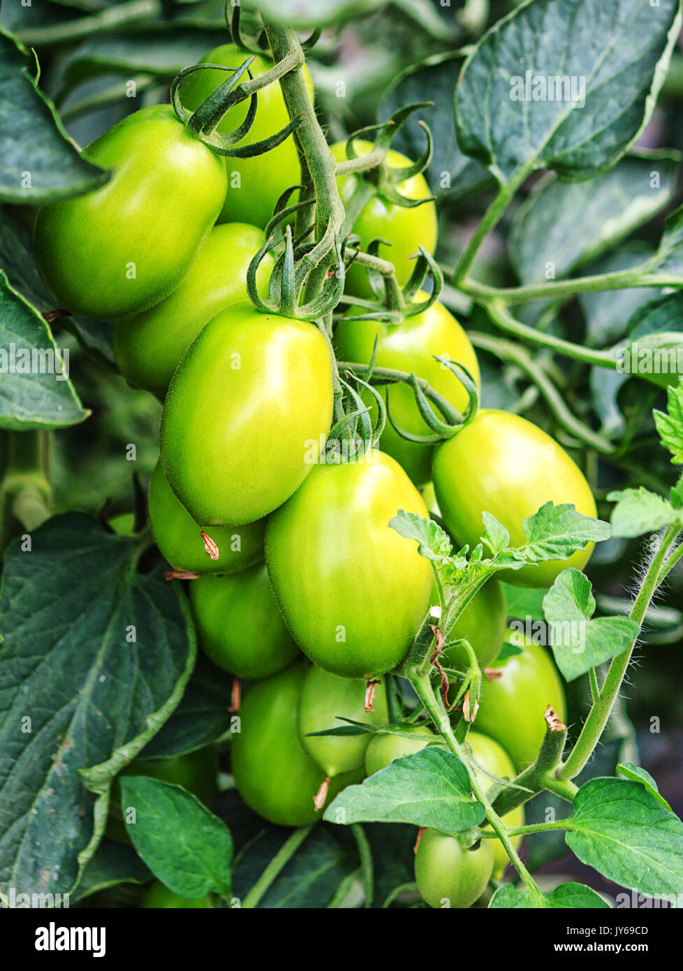 Roma tomatoes growing hi-res stock photography and images - Alamy