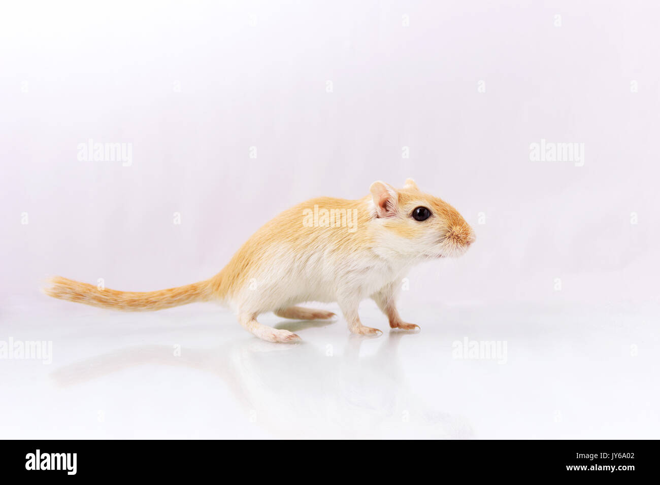 Fluffy small rodent - gerbil on white background Stock Photo - Alamy