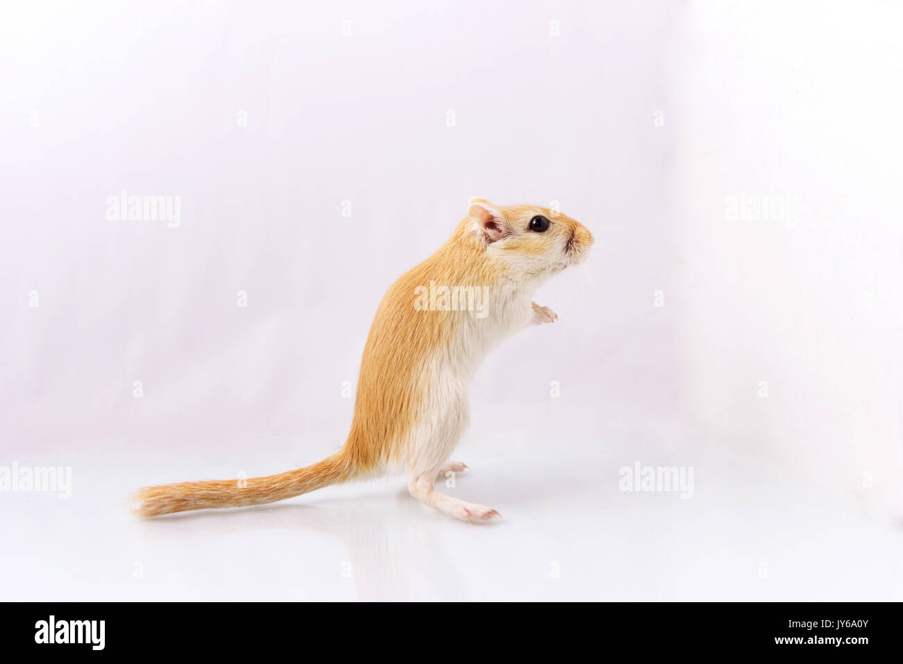 Fluffy small rodent - gerbil on white background Stock Photo - Alamy