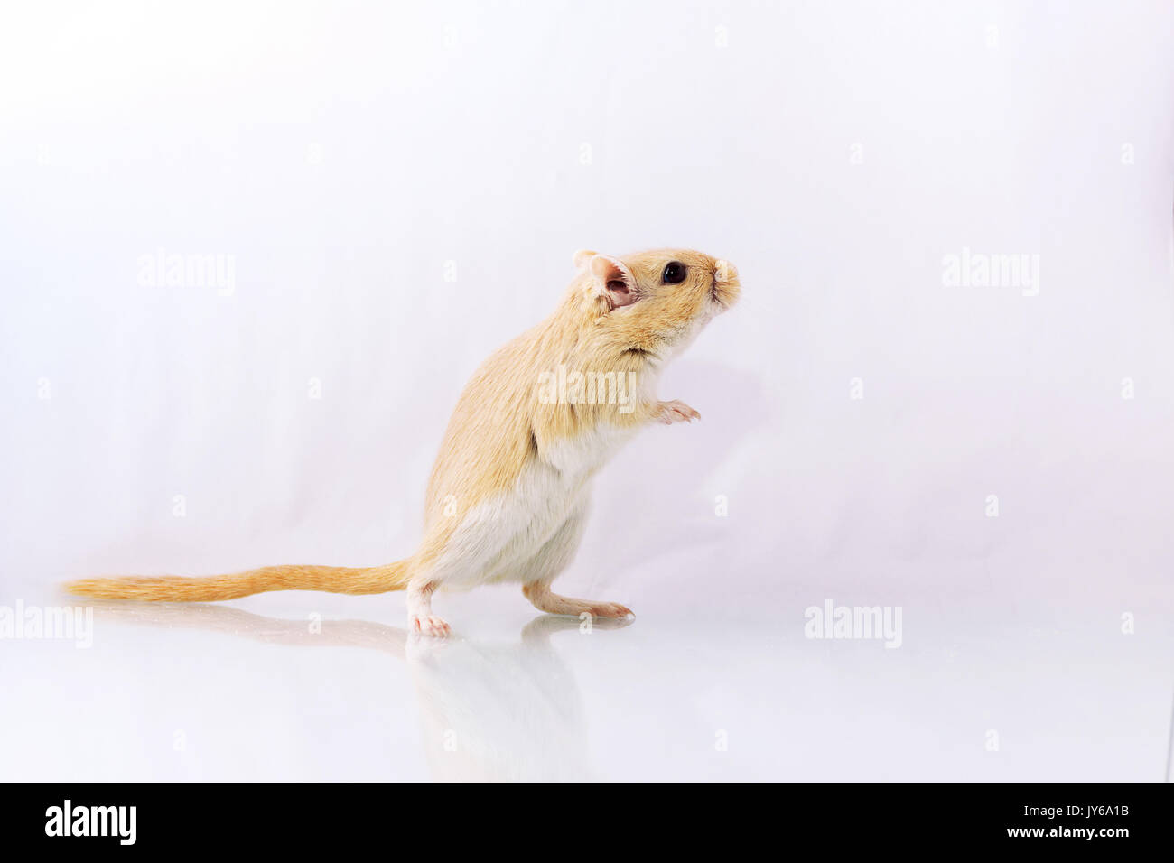 Gerbil Stock Photos & Gerbil Stock Images - Alamy