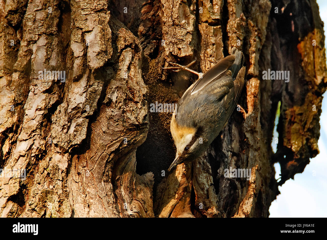The Eurasian nuthatch or wood nuthatch on a tree, Sitta europaea Stock ...