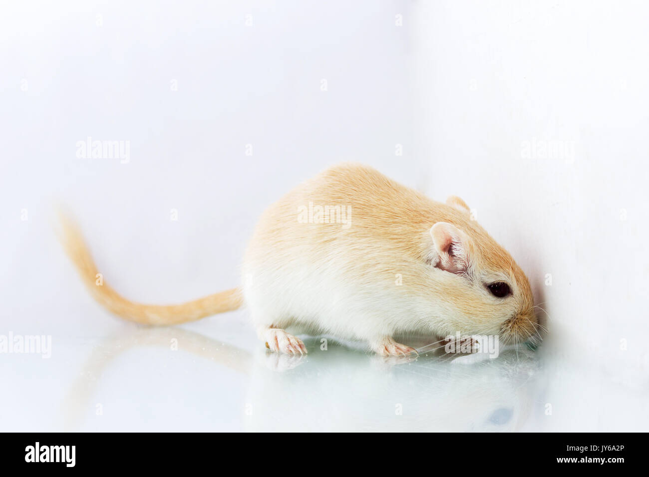 Fluffy small rodent - gerbil on white background Stock Photo - Alamy