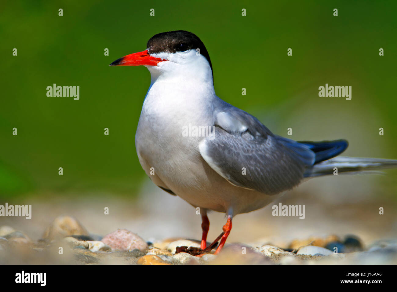 Common tern (sterna hirundo) at nest hi-res stock photography and ...