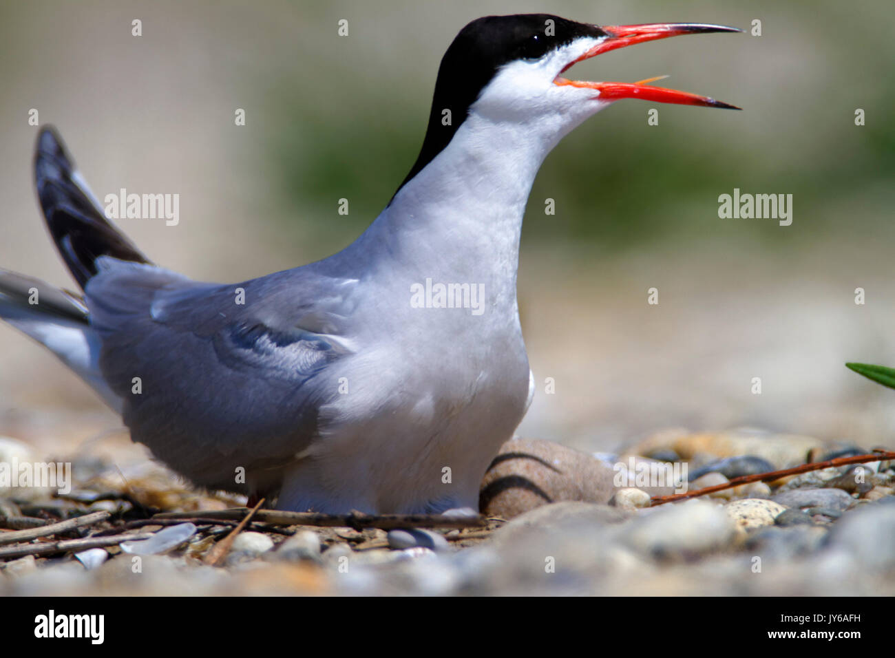 Common tern (sterna hirundo) at nest hi-res stock photography and ...