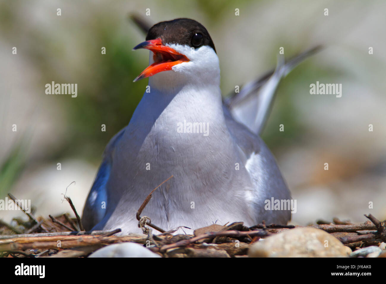 The common tern on the nest,the Drava River Stock Photo - Alamy