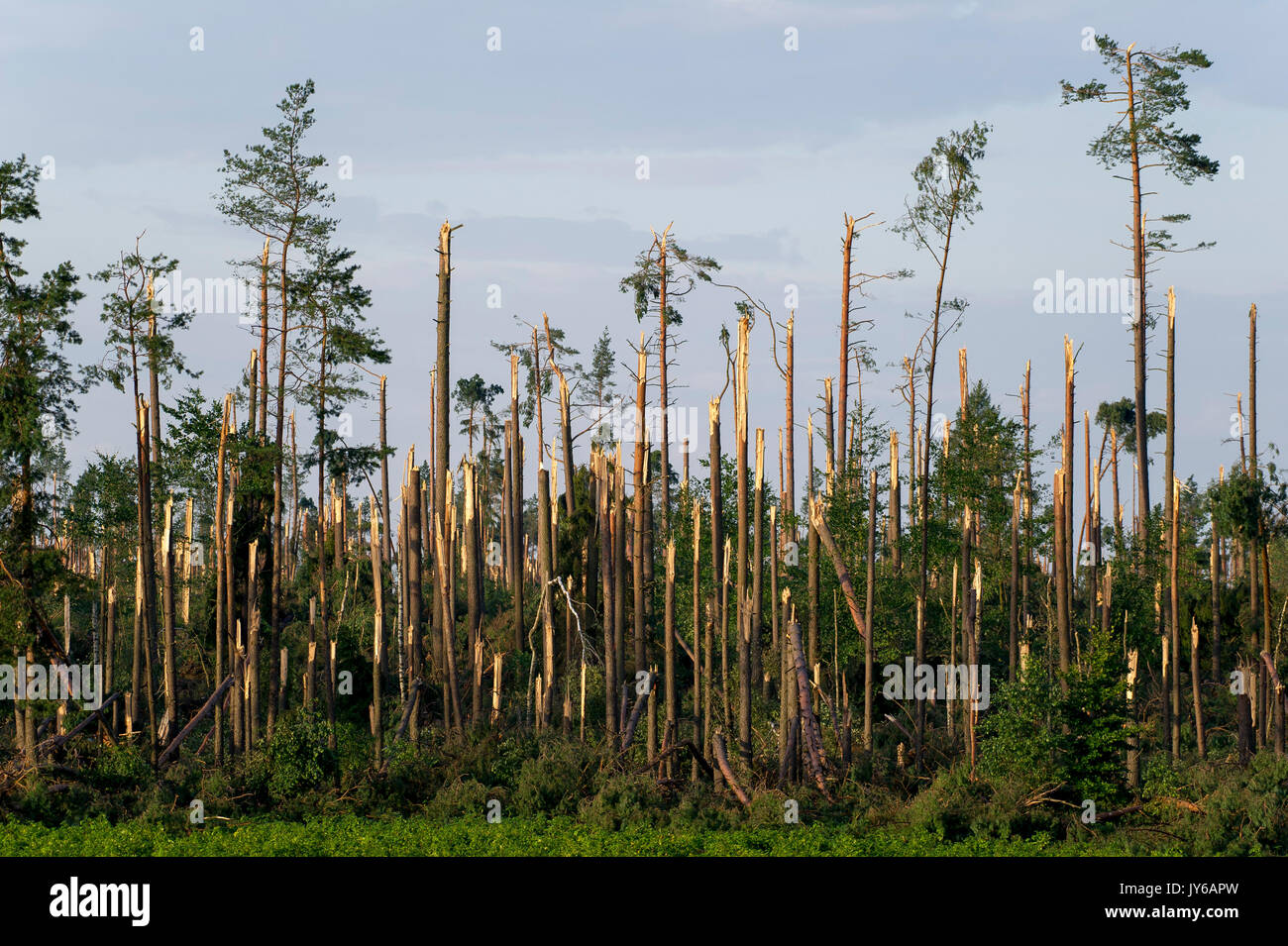 Large scale tree damage hi-res stock photography and images - Alamy