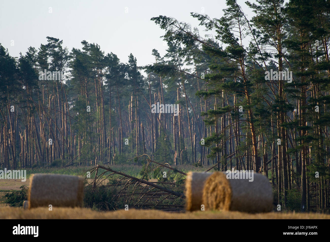Fallen trees in forest caused by extremely high wind speed during the ...