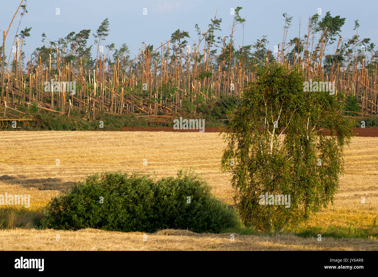 Fallen trees in forest caused by extremely high wind speed during the ...