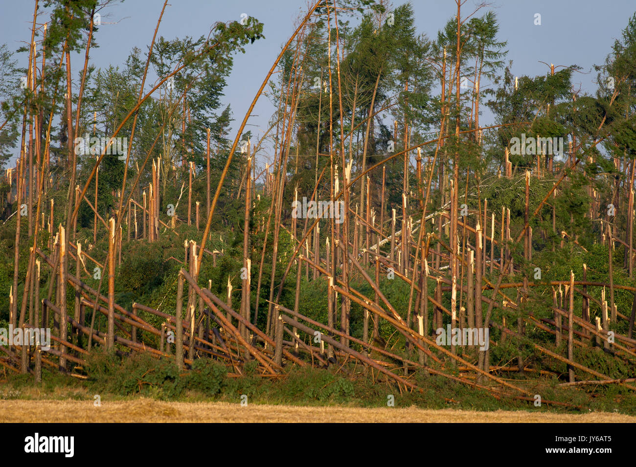 Fallen trees in forest caused by extremely high wind speed during the ...